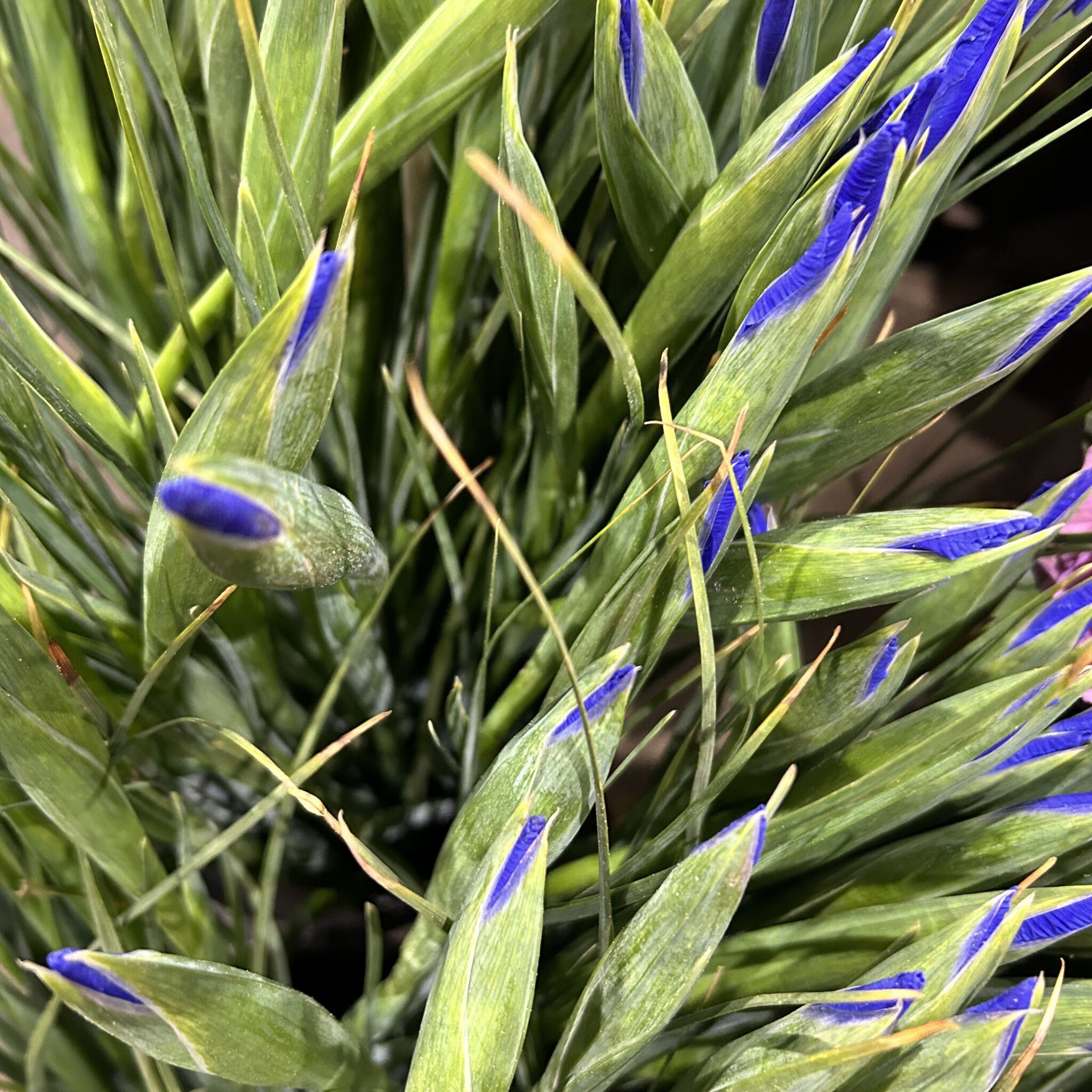 Iris - The Flower Express