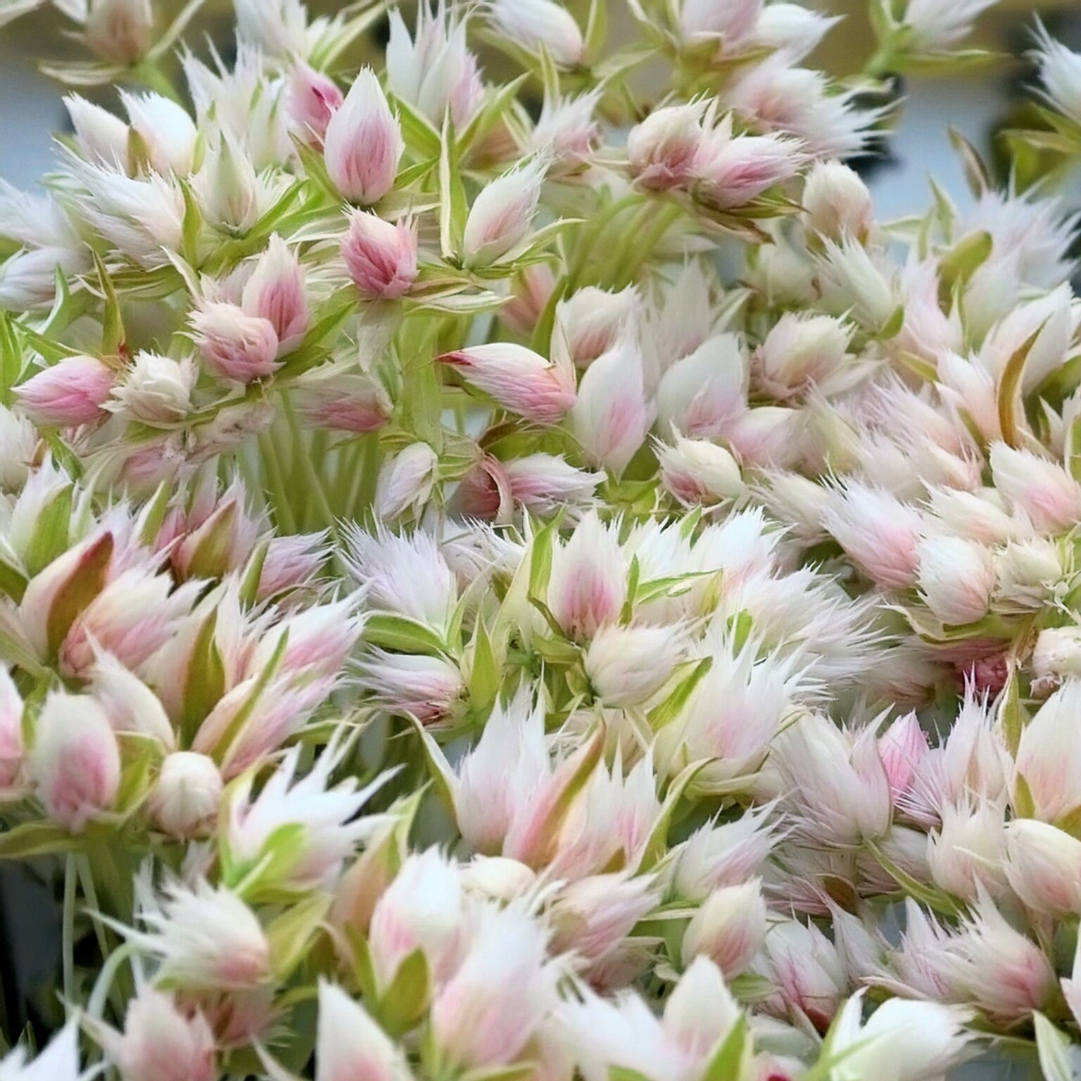 Blushing Bride - The Flower Express