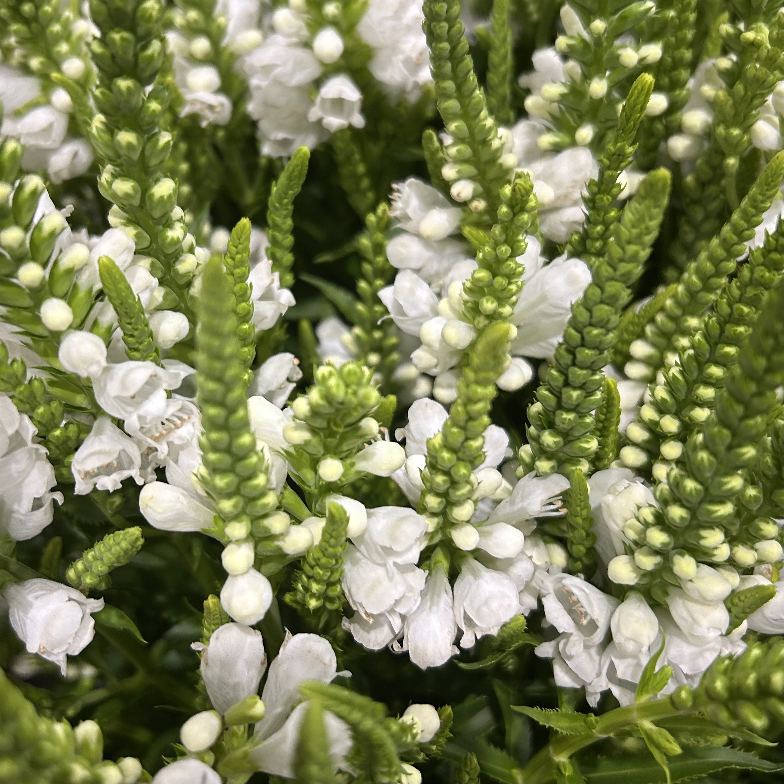 Erica - The Flower Express