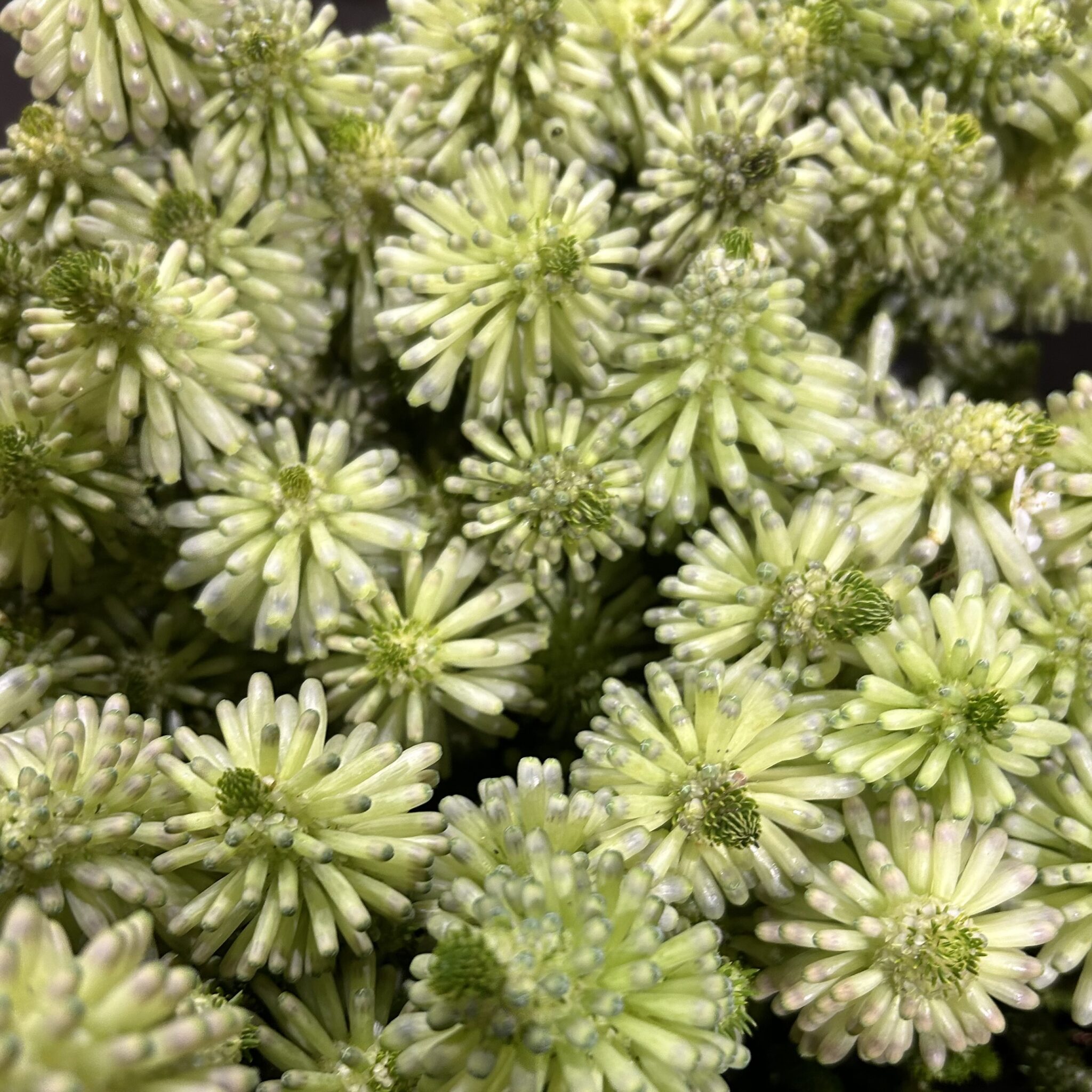 Erica - The Flower Express