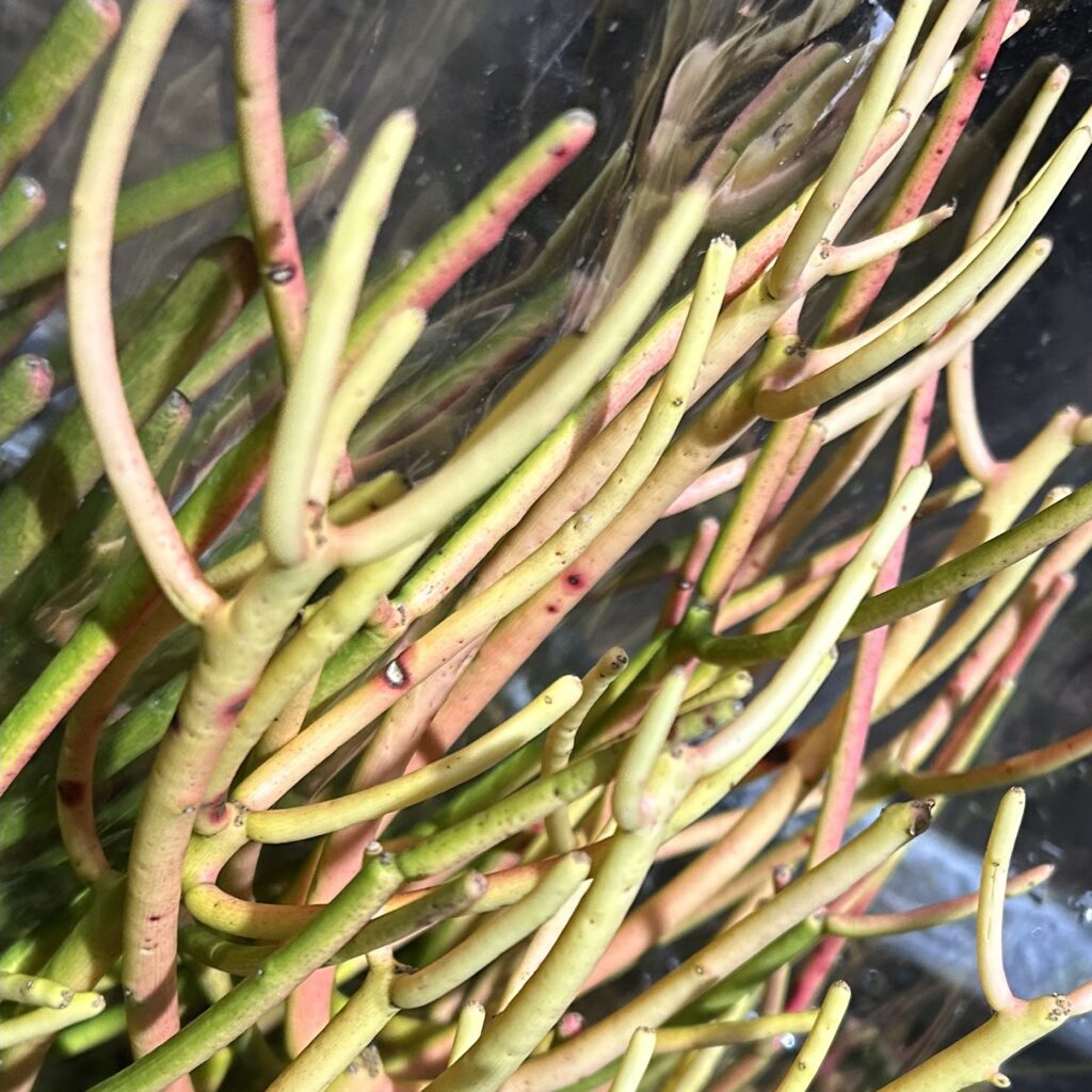 Fire sticks - The Flower Express