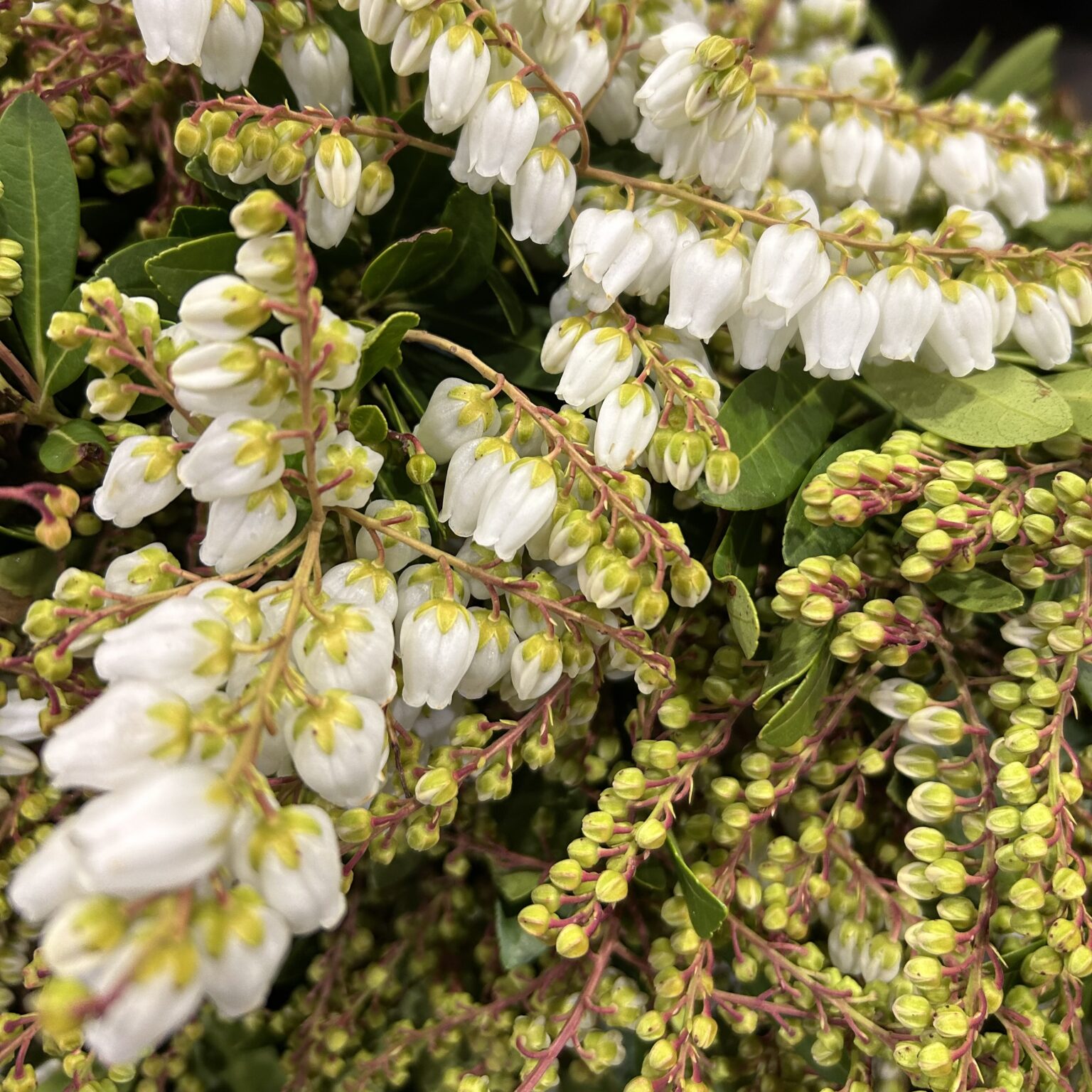 Recently added - The Flower Express