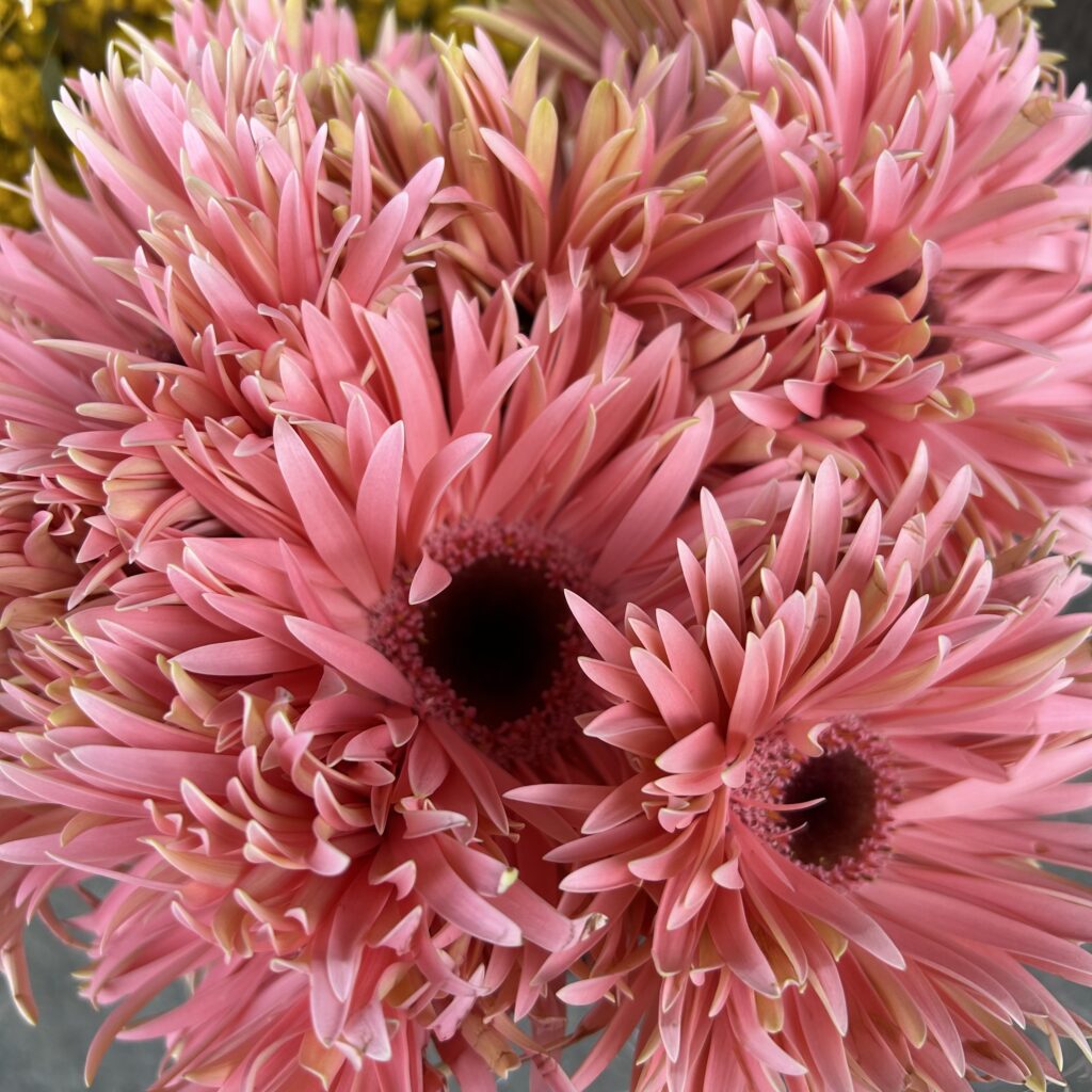 Gerbera Spider - The Flower Express