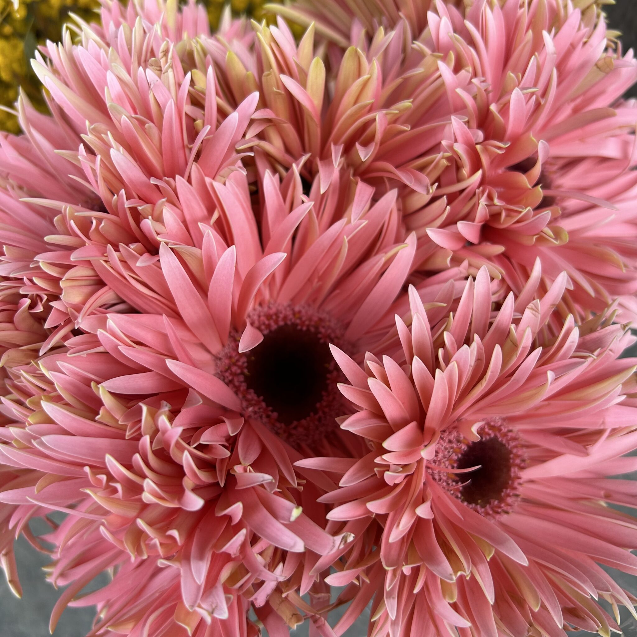 Gerbera Spider | The Flower Express