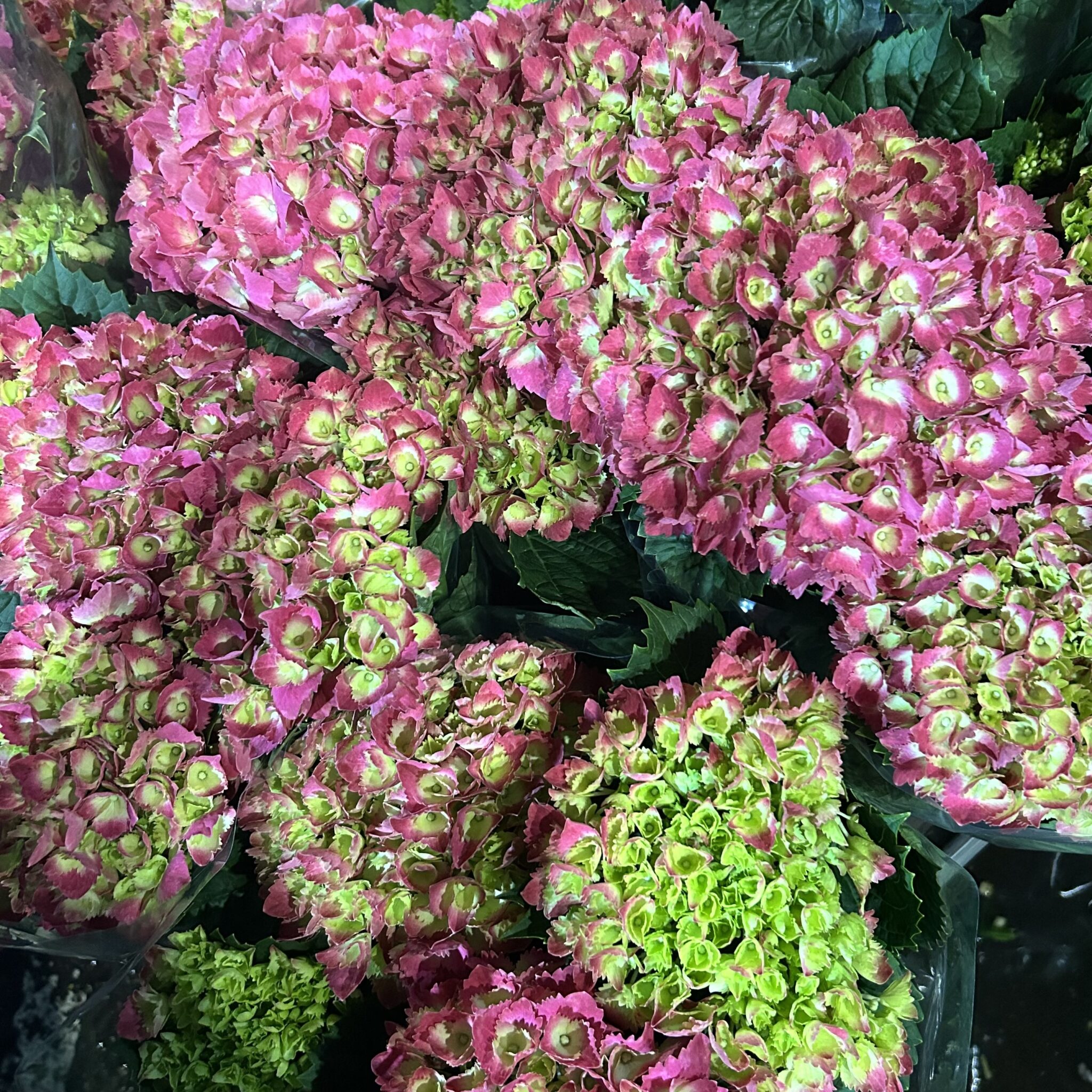 Hydrangea Plant - The Flower Express