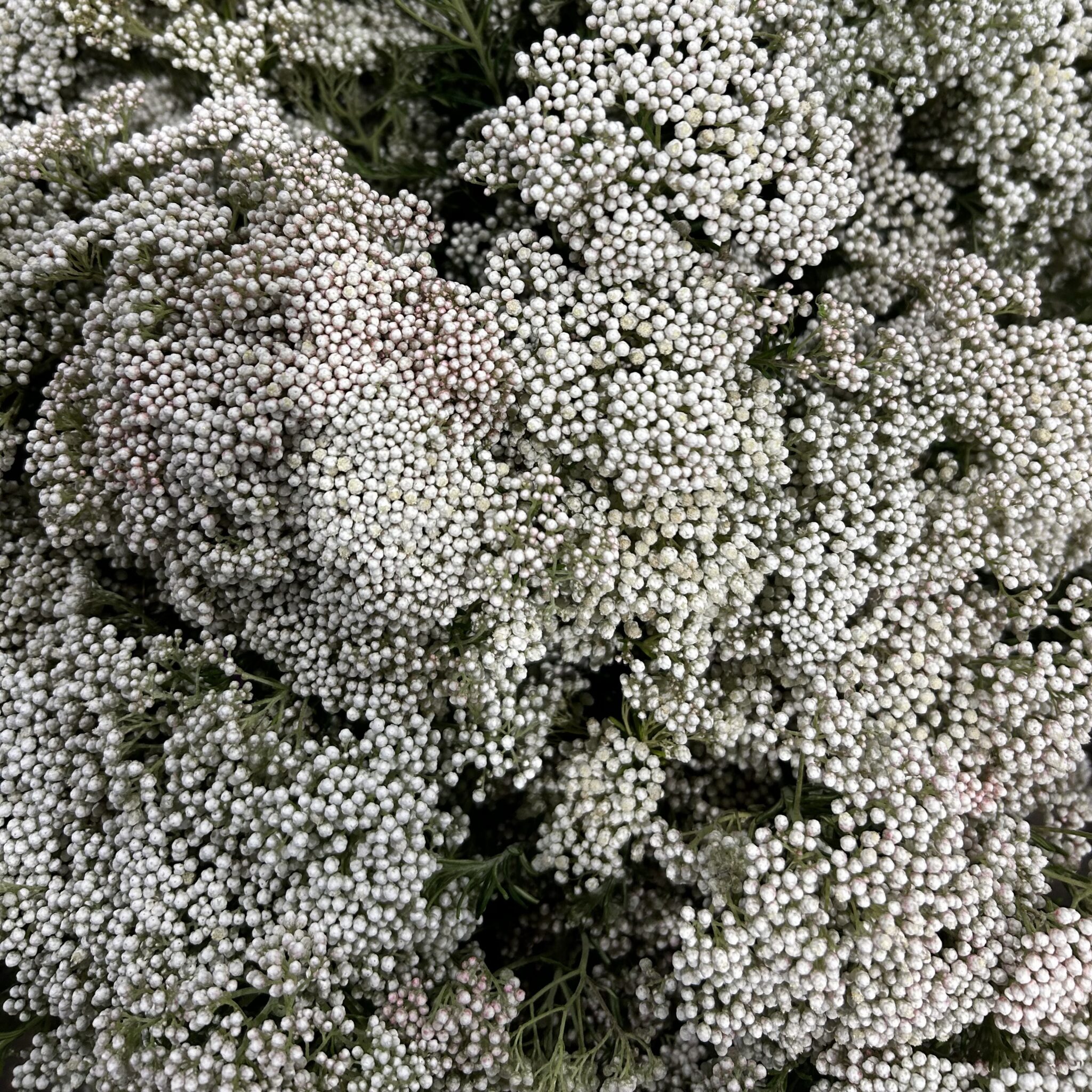 Rice Flower - The Flower Express