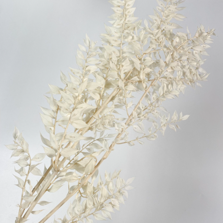 Italian Ruscus (dried) - The Flower Express