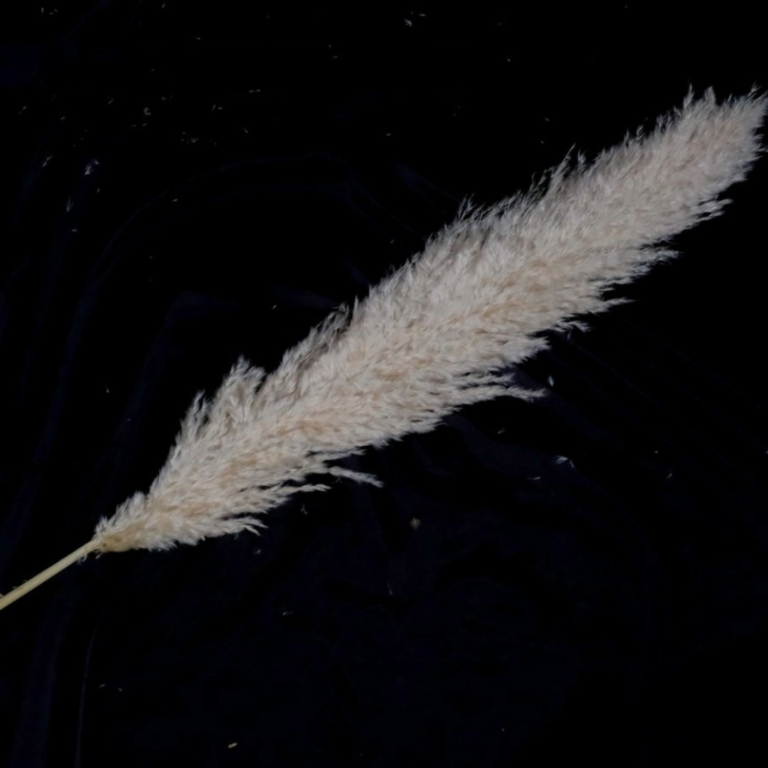 Pampas Grass - The Flower Express