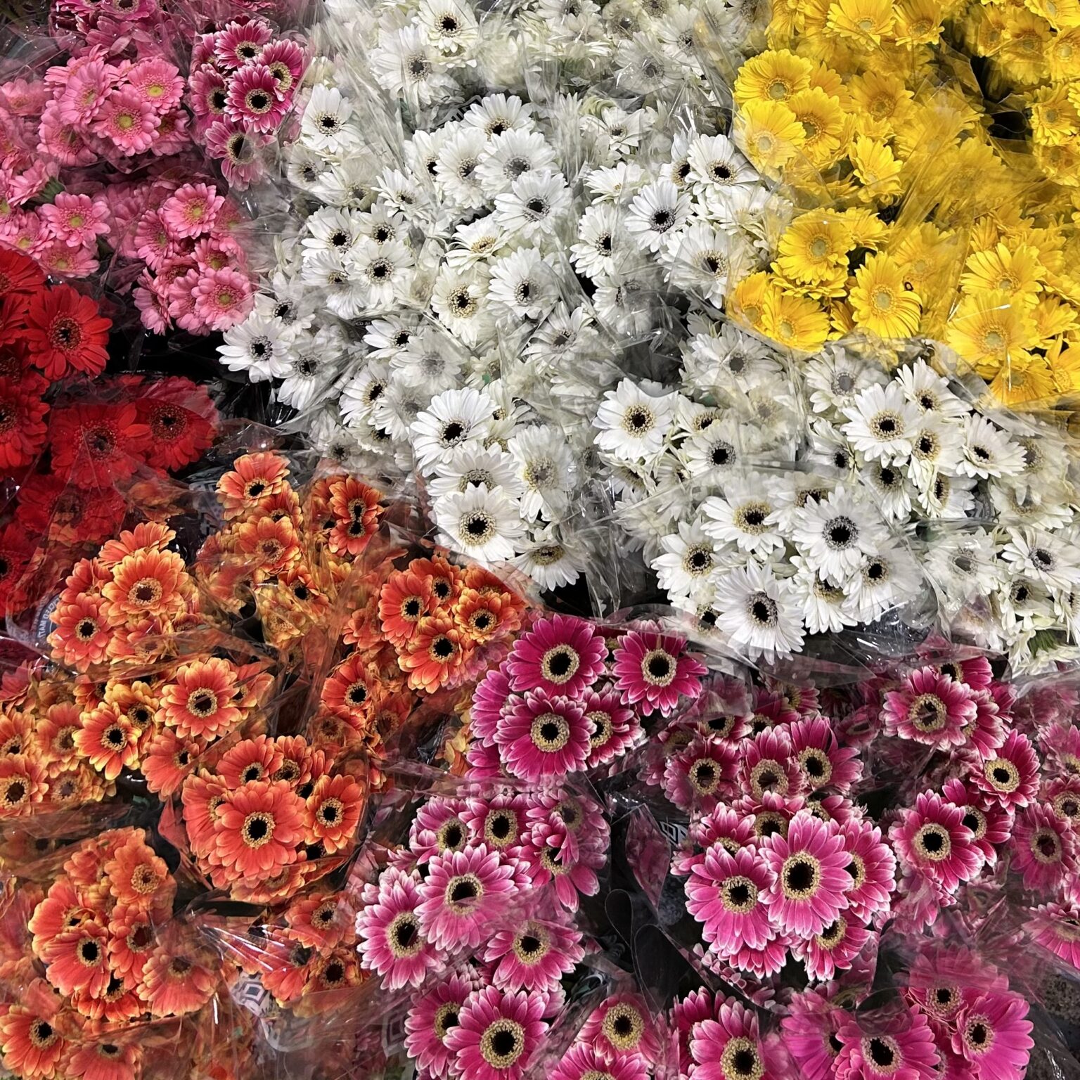 Gerbera mini - The Flower Express