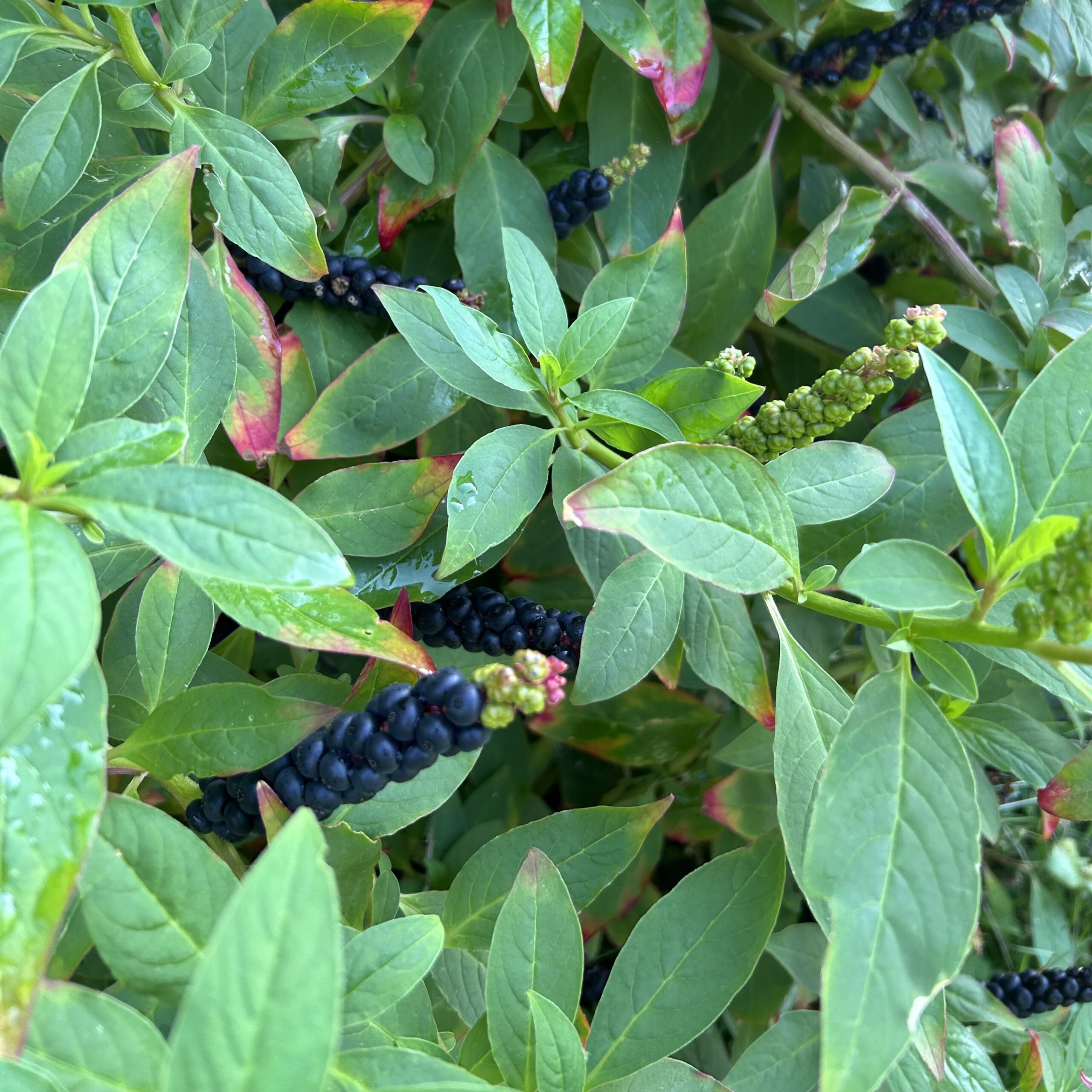 Ink Berry - The Flower Express