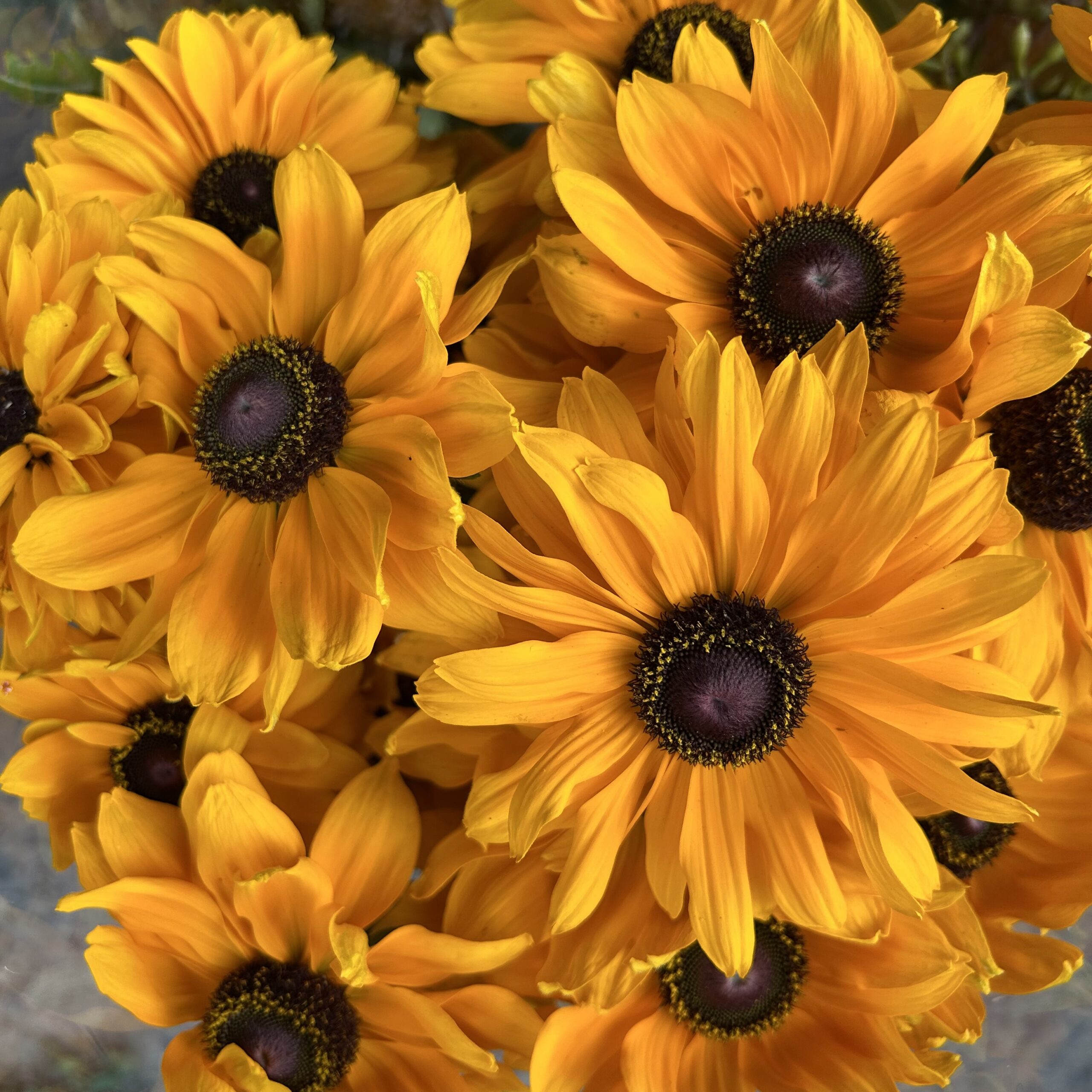 Rebecca - The Flower Express