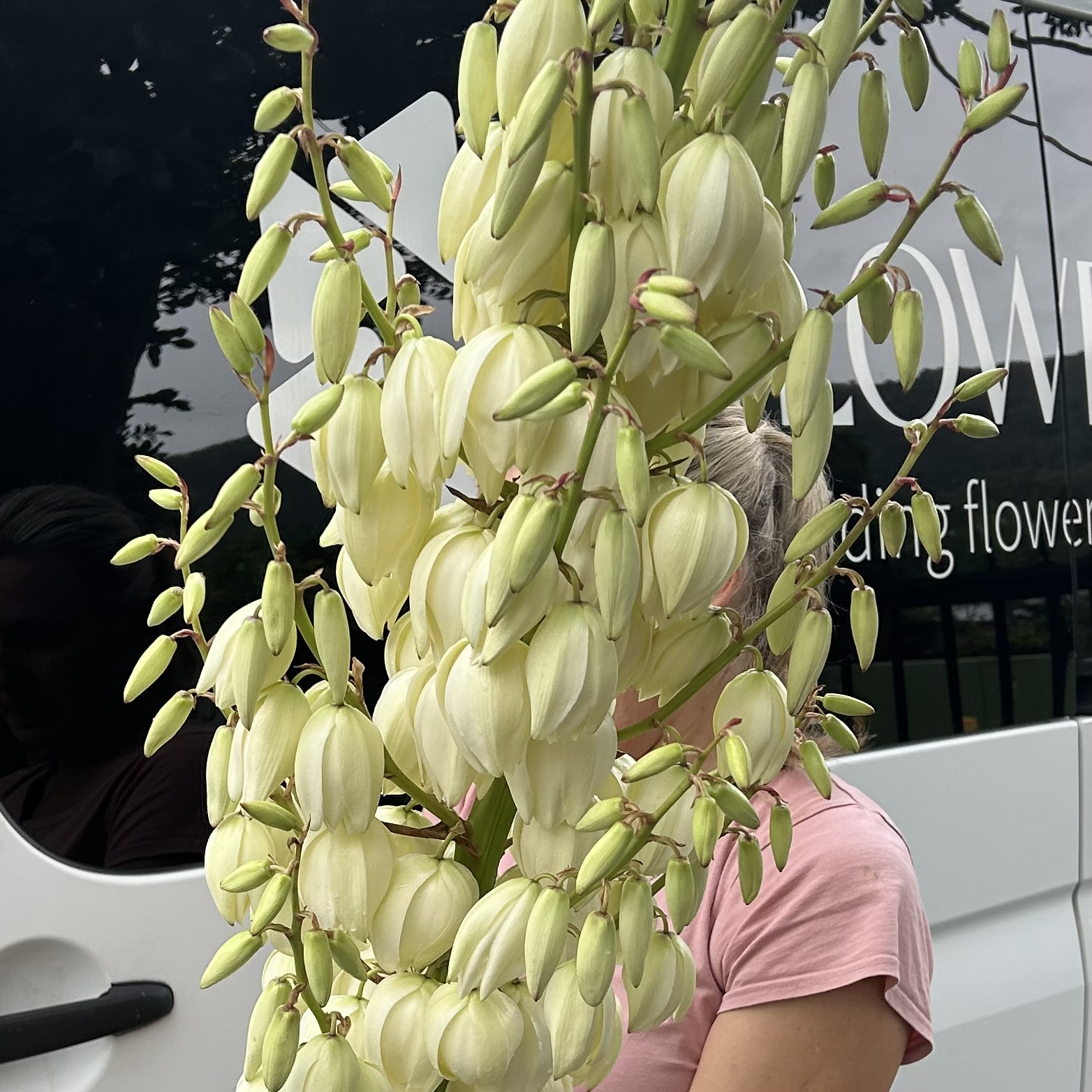 Yucca - The Flower Express