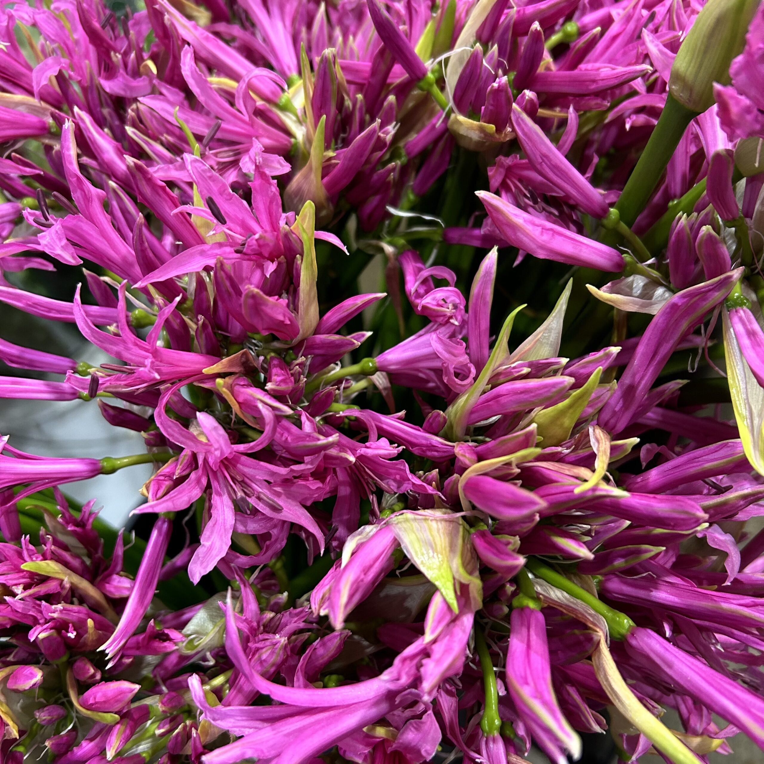 Nerine - The Flower Express