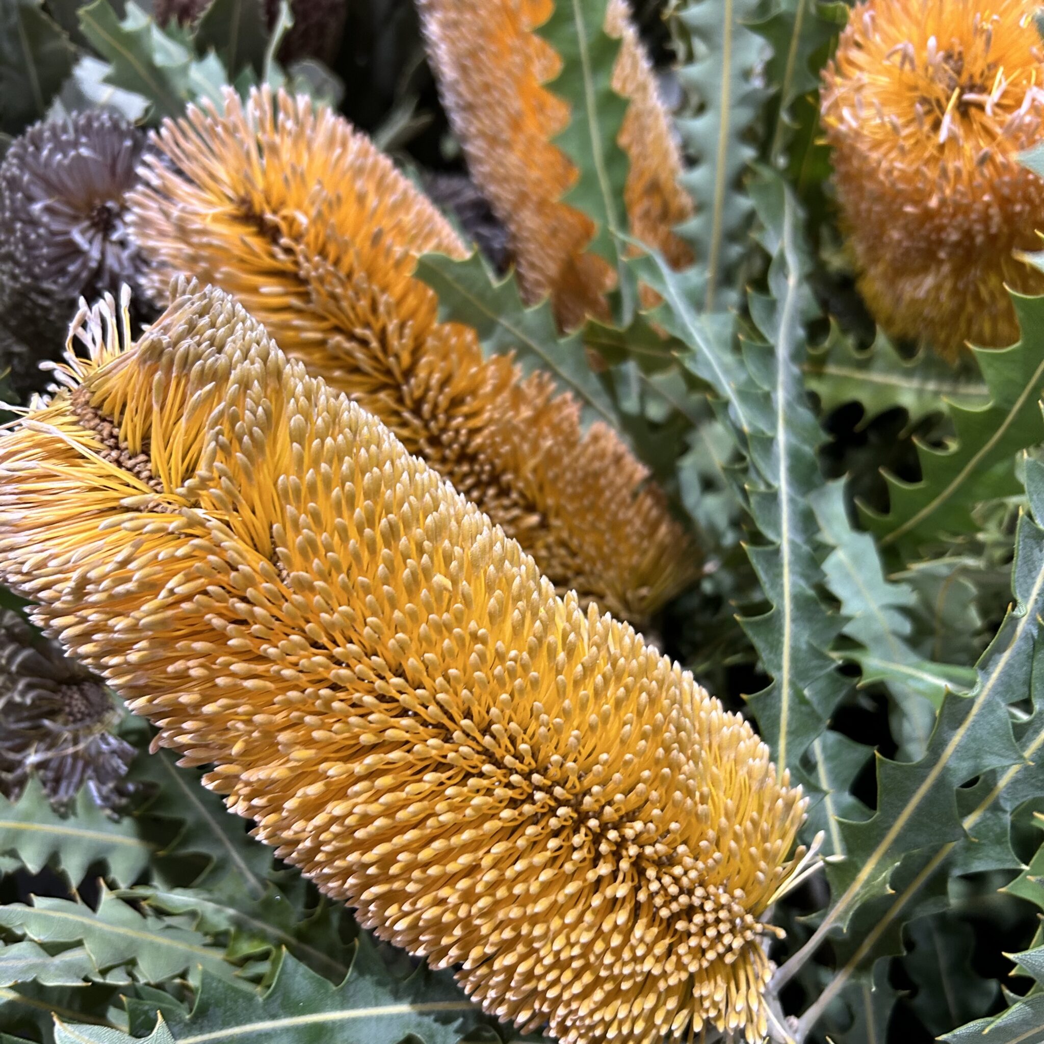 Banksia Ashbyi - The Flower Express