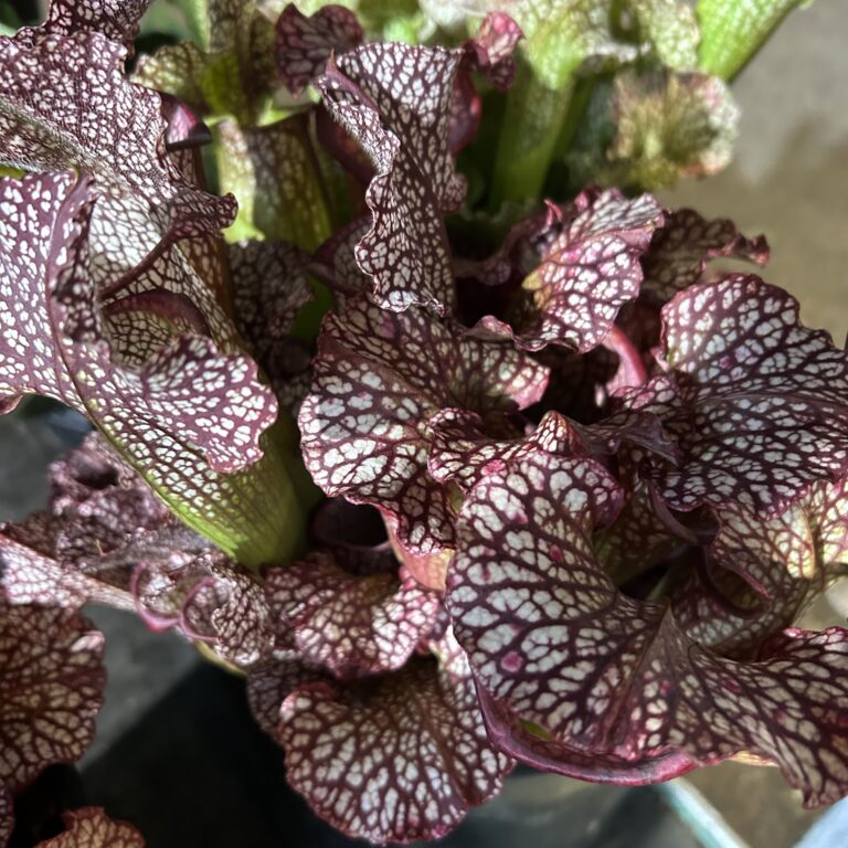 Pitcher | The Flower Express