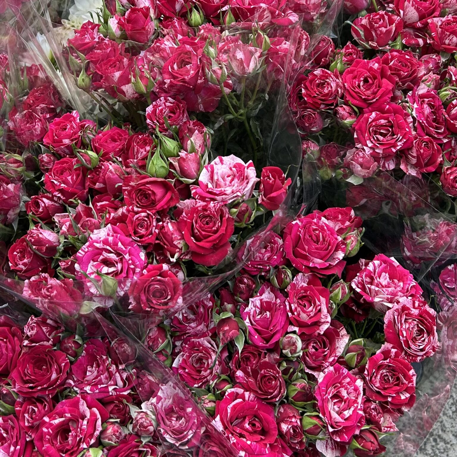 Roses - Spray | The Flower Express